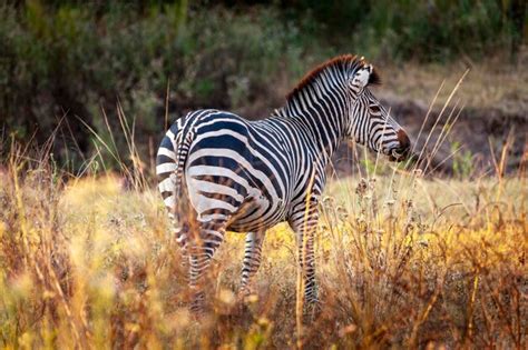 Premium Photo African Zebra In The Tall Grass