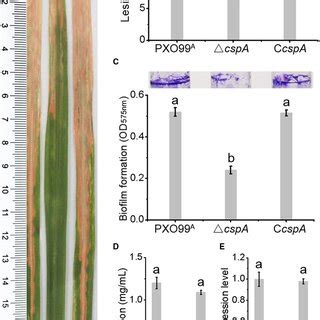 Growth At 28 C A And 12 C B Of Xanthomonas Oryzae Pv Oryzae Download Scientific Diagram