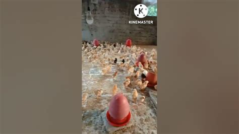 সোনালি মুরগির বাচ্চাকে কয়টা খাবার পাত্র এবং পানির পাত্র দিবেন Youtube