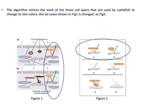 Cuttlefish Optimization Algorithm 1 Cfa Ppt Lecture Slide Ppt