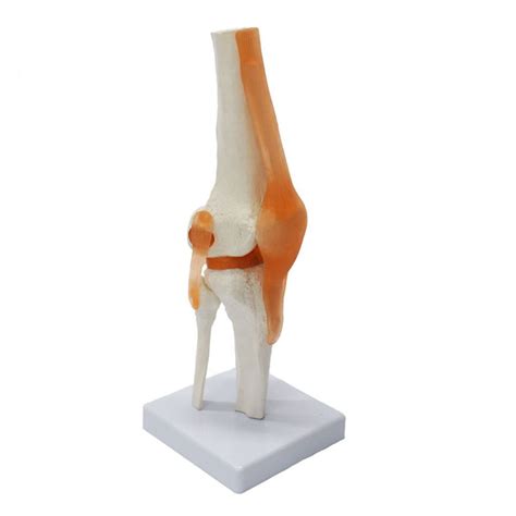 Knee Joint Anatomy Model 3d In Bd Techno Health