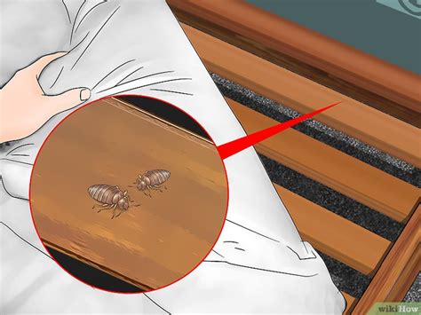 Beten Van Bedwantsen Herkennen 11 Stappen Met Afbeeldingen Wikihow