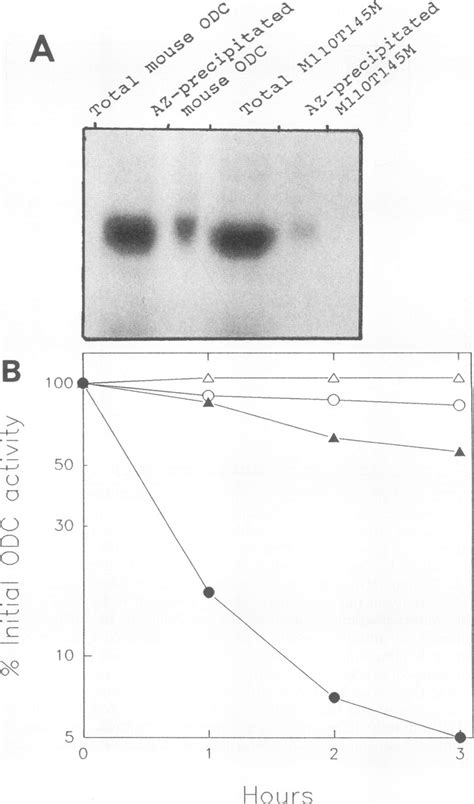 In Vitro Antizyme Binding And Polyamine Dependent Regulation Of Mouse Download Scientific