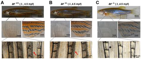 Ar Null Male Zebrafish Have Female Secondary Sex Characteristics A C Download Scientific