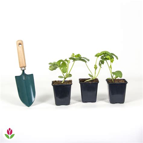 3 Plants De Pastèque Mini Love