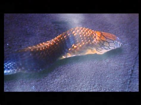 Steppenwolf Sex Medusa