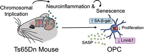 Github Kalishlab Ts65dn Opc Senescence This Github Page Includes All Of The Codes Used For