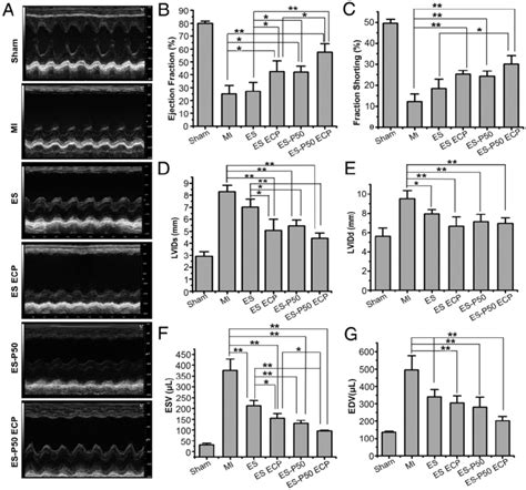 Left Ventricular Function Determined By Echocardiography 4 Weeks After Download Scientific
