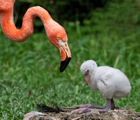 American Flamingo Facts Caribbean Flamingos
