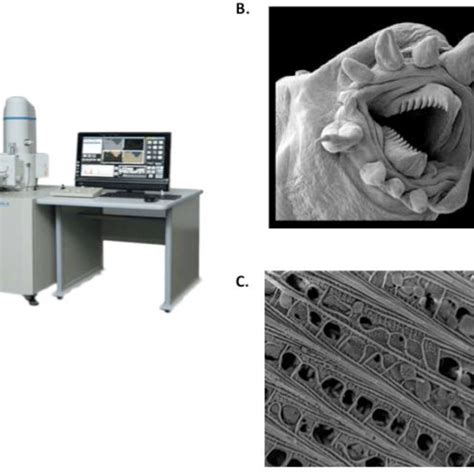 A Scanning Electron Microscope B Sem Image Of Hydrothermal Worm C Download Scientific
