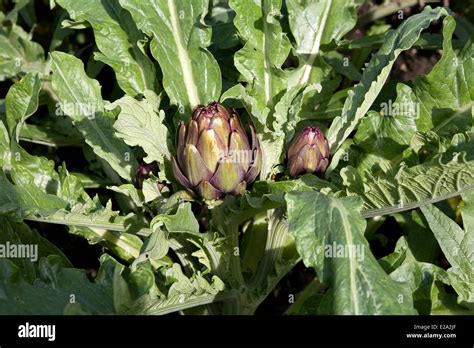 France Loir Et Cher Asterales Asteraceae Artichoke Cynara Scolymus