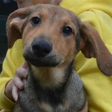 Наша супер девочка Юми ищет дом и заботливых хозяев Очень ласковая просто собака целовака☺