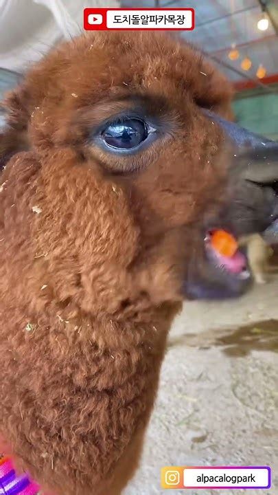 도치돌목장 아기 알파카 당근으로 놀리기 Youtube