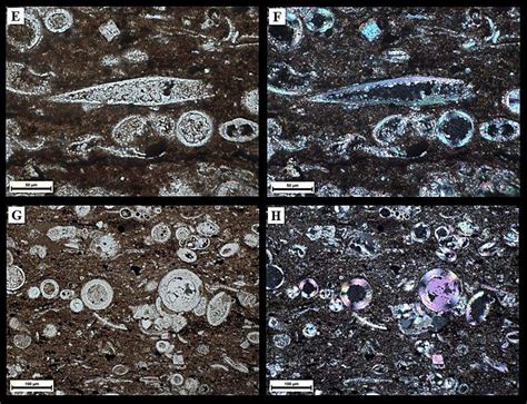 9 Continued E Transversal Section Of Echinoderm Spine Under Plane