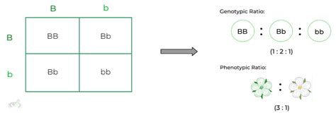 Genotype Vs Phenotype Punnett Square