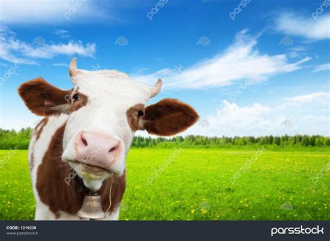 گاو و مزرعه چمن تازه 1219226