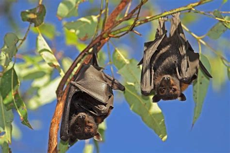 The Best Ways To Keep Bats Away From Your Trees Pest Pointers