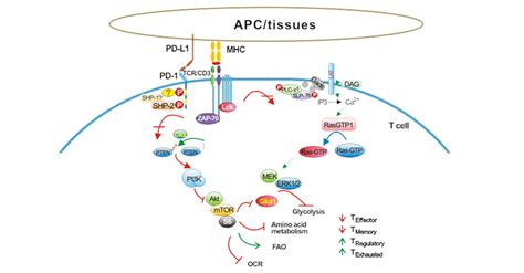 Pd 1 Pd L1 What A Powerful Immune Checkpoint Cusabio