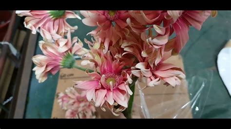 파스타거베라 살구 생화 생화택배 생화도매 인터넷꽃시장 인터넷꽃도매 장미대량구매 꽃 꽃종류 꽃다발 꽃도매 꽃시장 부산꽃시장 김해꽃시장 꽃쇼핑몰 김해꽃 부산꽃 꽃싸게사는법