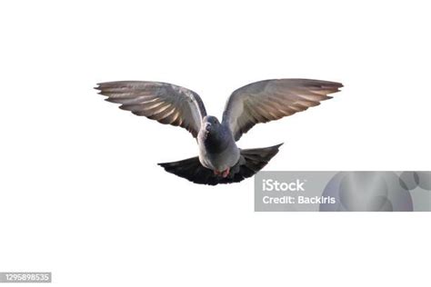클리핑 경로와 흰색 배경에 고립 된 공기에서 비행 바위 비둘기의 액션 장면 가축에 대한 스톡 사진 및 기타 이미지 가축