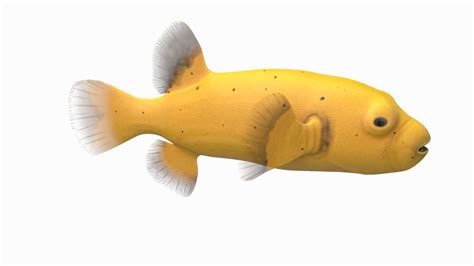 Download Yellow Fish Isolated Background Wallpaper