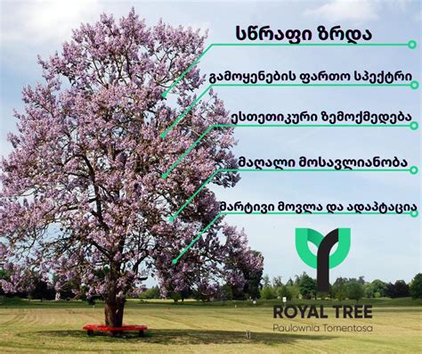 Paulownia 5 მიზეზი თუ რატომ უნდა აირჩიოთ პავლონიის ნერგები თქვენი ბიზნესისთვის რატომ იქნება