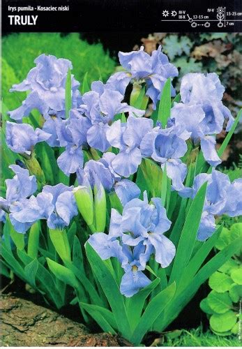 Irys Niski Truly Sztuka Sklep Niepodlewam
