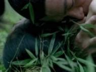 Naked Ziyi Zhang In House Of Flying Daggers