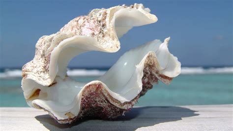 [200 ] Seashell Backgrounds