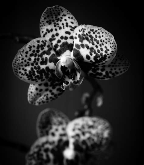 정보 성병 치료 Hisential 성병 및 Hiv 검사