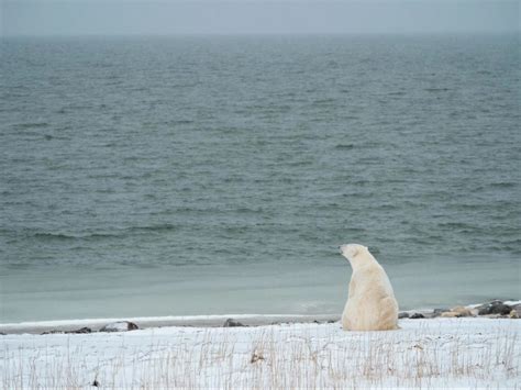 Hudson Bays Iconic Polar Bears At Risk Of Extinction In Coming Years