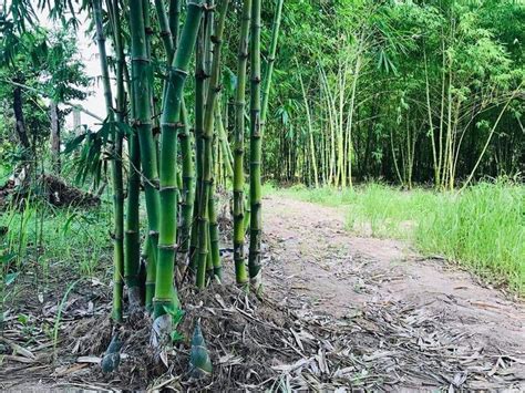 កសិករស្រុកបន្ទាយស្រី ខេត្តសៀមរាប ដាំដំណាំឫស្សីទំពាំងផ្អែម ទទួលបានជោជ័យ