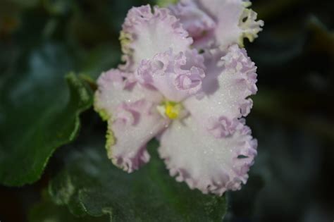 밝은 꽃잎으로 꽃피는 집 보라색의 분홍색 꽃 회전하는 나뭇잎 반짝임과 털이 많은 테두리가 있는 꽃잎은 녹색 잎중 하나입니다 0명에 대한 스톡 사진 및 기타 이미지 Istock