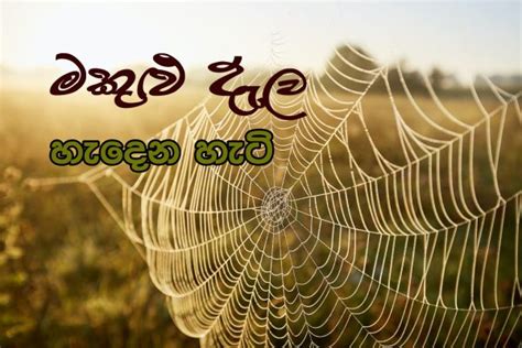 මකුළුවා දැල් සඳහා සේද සාදා ගන්නේ කෙසේද විදුජය ~ Vidujaya