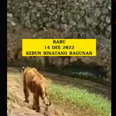 Viral Harimau Ragunan Kurus Dan Berjalan Gontai Perawatnya Buka Suara
