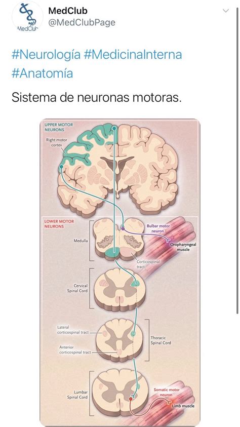 Medclub Neurología Anatomia Sistema De Neuronas Motoras El Sistema