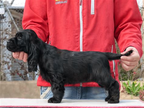 Cocker Spaniel Guía 2026 De Esta Raza De Perro