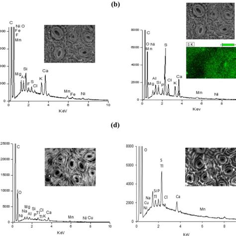 Sem Micrographs And Eds Spectra Of Ym Before A And After C Tli