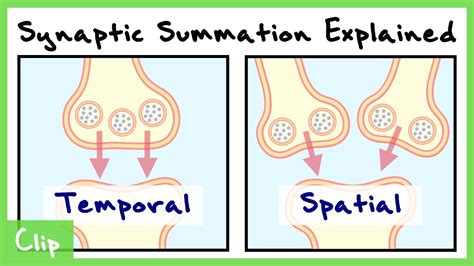 Temporal Summation Explained Bobbies Growth Hub