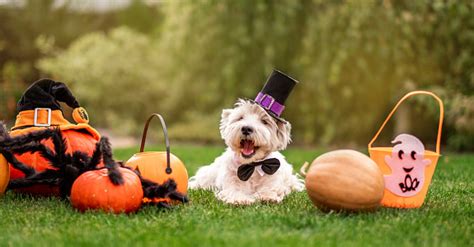 사진 소품으로 장식 된 재미 웨스트 하이랜드 화이트 테리어 개는 집에서 오렌지 호박 근처에 앉아있다 축하를 위한 준비 지갑 이나 생활 해피 할로윈과 가을 개념 0명에 대한