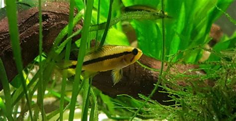 Apistogramma Agassizii Care Guide Practical Aquariums