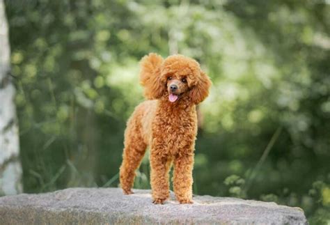 How Much Do Poodles Cost