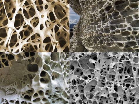 Bones Rocks Tree Branches Roots And Watersheds Dendritic Patterns Like Our Vascular And