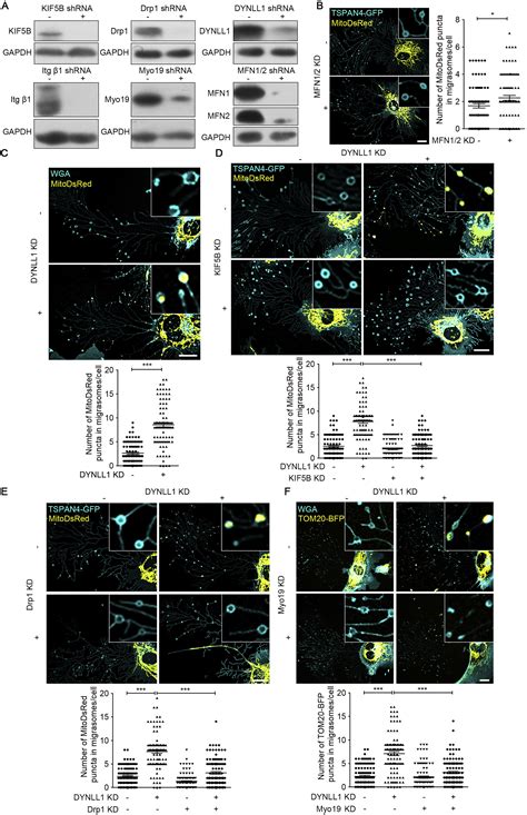 Mitocytosis A Migrasome Mediated Mitochondrial Quality Control Process Cell