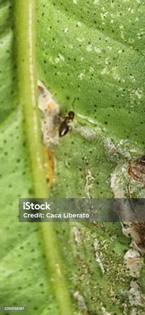 개미는 석회 잎에 있는 구균 비늘 곤충의 설탕 분비물로부터 이익을 얻는 반면 이러한 해충은 식물에 해를 끼칩니다 개미와 개각충 사이의 상호 작용은 감염 통제를 방지하고