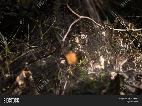 Cobweb Woods Falling Image Photo Free Trial Bigstock
