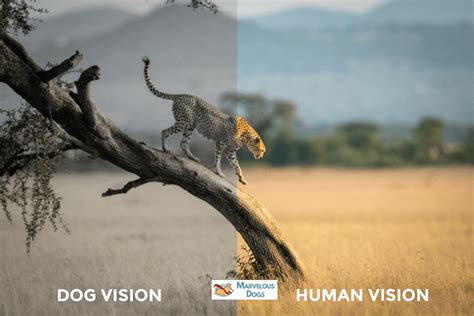 Dog Vision Example