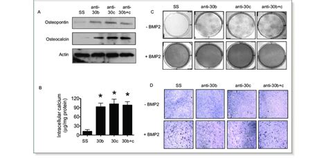 Mir 30b C Knockdown Increases Expression Of Runx2 Target Proteins And Download Scientific