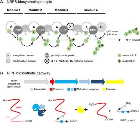 General Biosynthetic Principles Of NRP Type I A And RiPP B