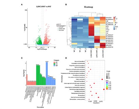Transcriptome Analysis In Wt Vs Oe Linc15957 A Volcano Plot Showing Download Scientific